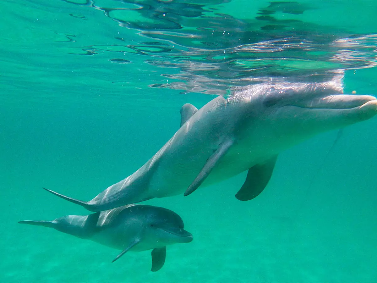 Cosa fare e vedere a Key West, Florida
